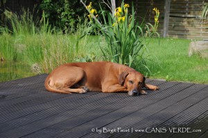 Welpentipps à la Rütter – CANIS VERDE